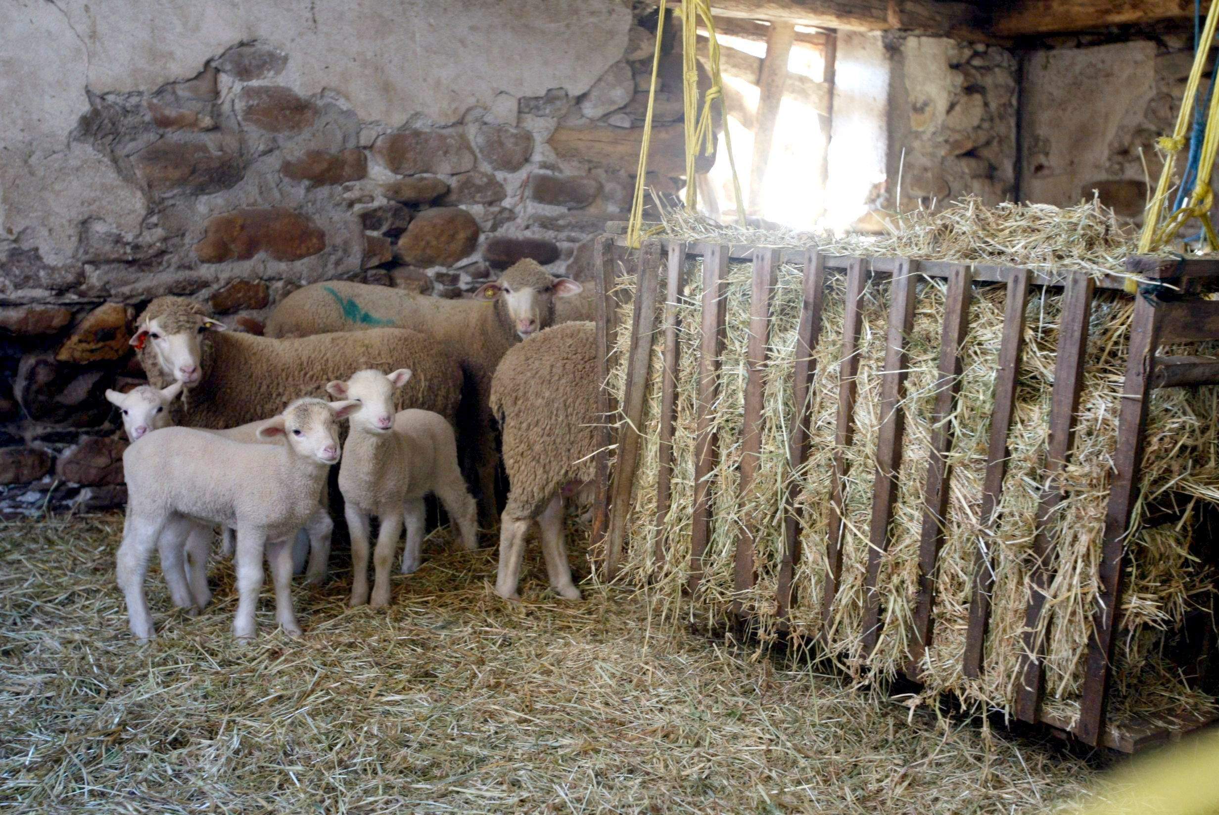 Investigadores de la ULE participan en el proyecto europeo ‘HaloSheep ...
