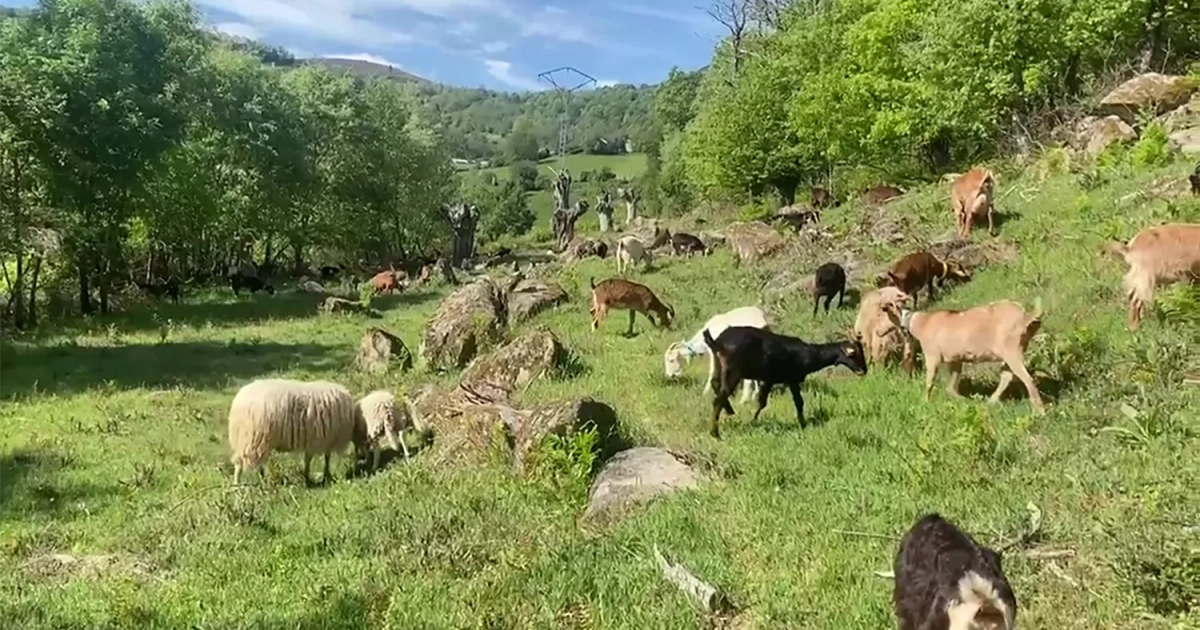 El pastoreo se reúne en la Montaña de León para afrontar los retos de ...