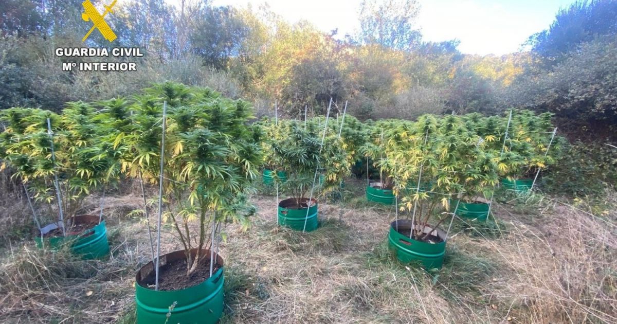 Desmantelan tres plantaciones de marihuana en Puebla de Lillo (León)
